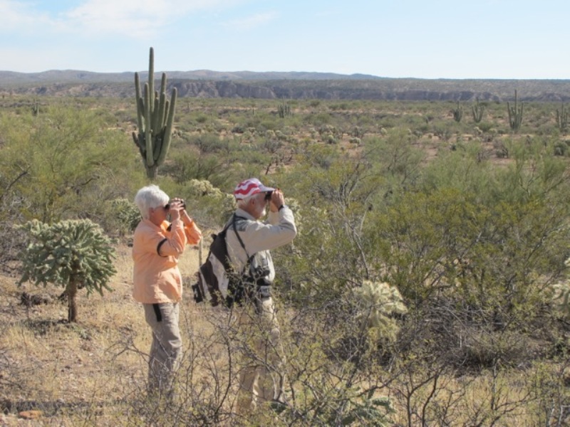 Christine's First Hunt for Crested Saguaros