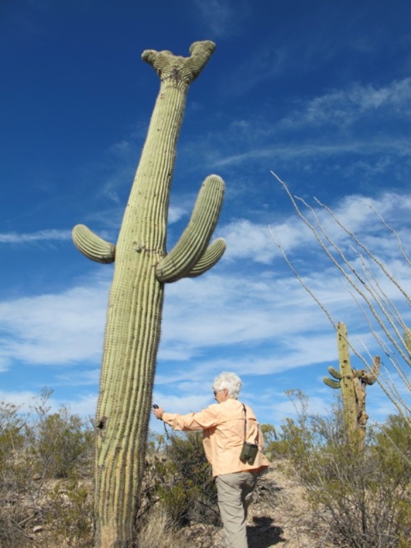 Christine's First Hunt for Crested Saguaros