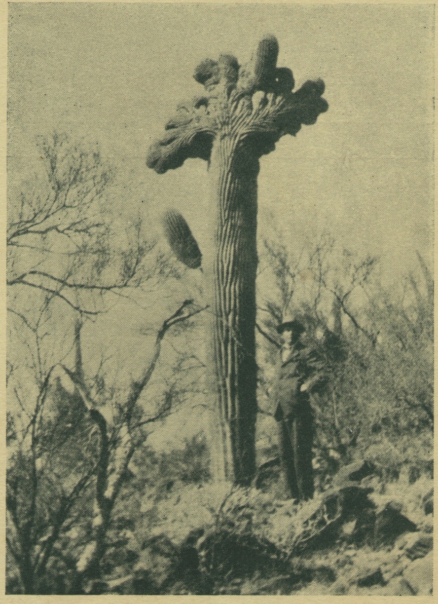 Historical Crested Saguaros