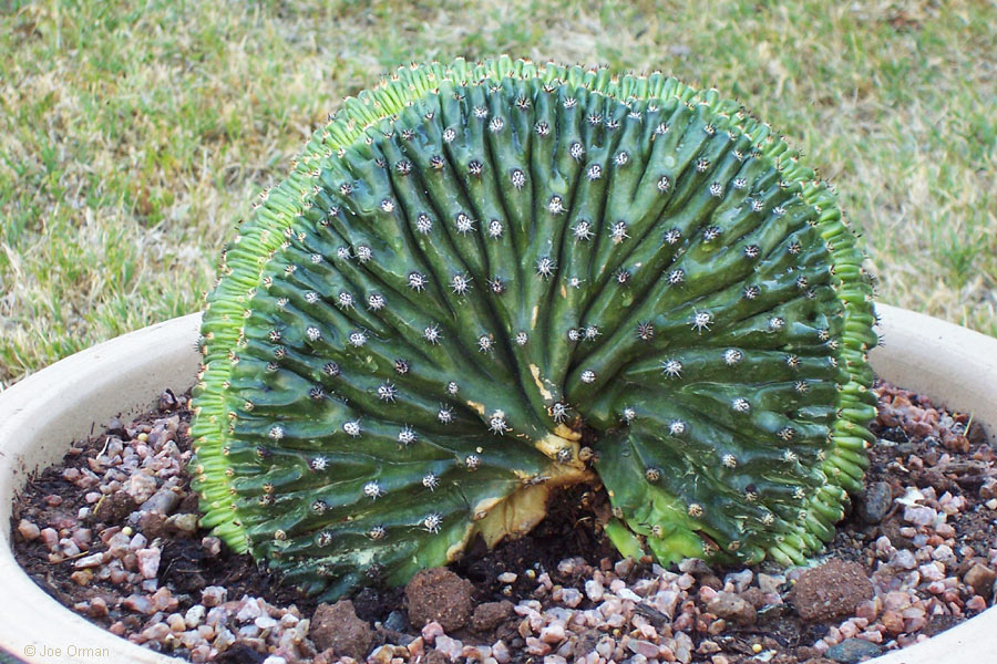 "Other Crested Cactus"