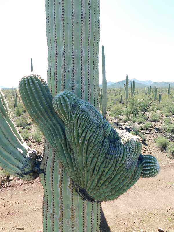 Crested Saguaro Society - Crest Quest Reports (Blog)