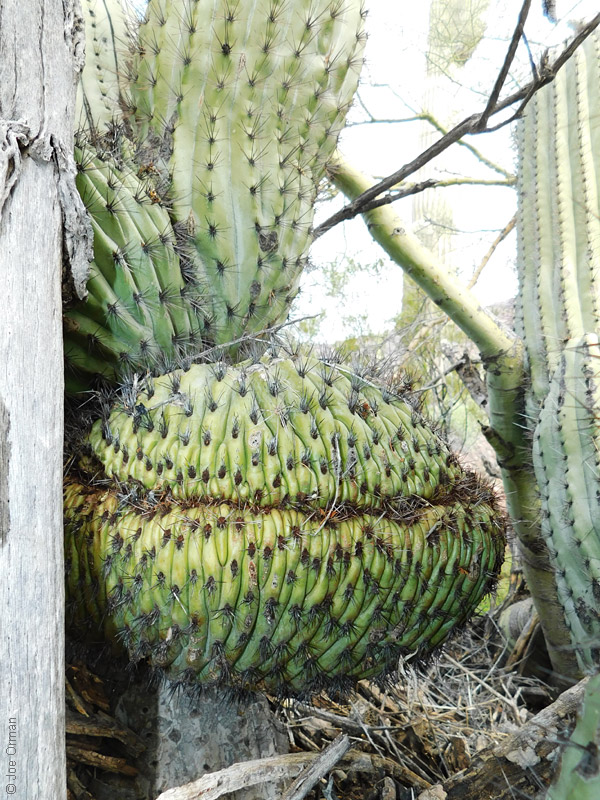 Crested Saguaro Society - Crest Quest Reports (Blog)